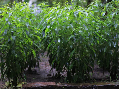 Kalmegh bilder – Bläddra bland 40 stockfoton, vektorer och videor ...