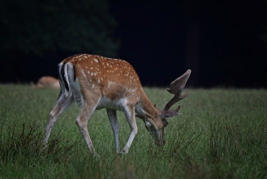 รูปภาพDamhirsche – เลือกดูภาพถ่ายสต็อก เวกเตอร์ และวิดีโอ411 | Adobe Stock