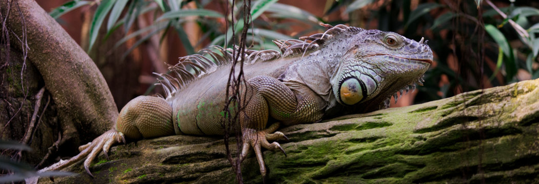 รูปภาพAcrodonta – เลือกดูภาพถ่ายสต็อก เวกเตอร์ และวิดีโอ11,557 | Adobe ...