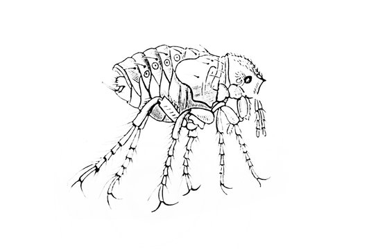 Flohstich Bilder – Durchsuchen 318 Archivfotos, Vektorgrafiken und ...