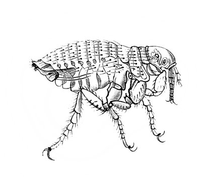 Flohstich Bilder – Durchsuchen 318 Archivfotos, Vektorgrafiken und ...