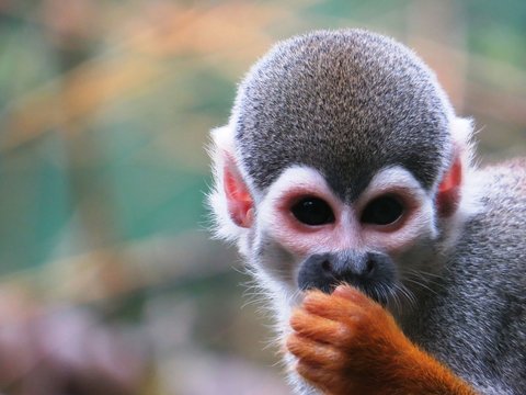 รูปภาพMenschenaffe – เลือกดูภาพถ่ายสต็อก เวกเตอร์ และวิดีโอ2,275 ...