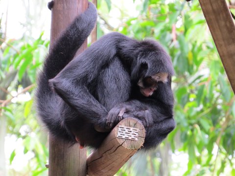 รูปภาพMenschenaffe – เลือกดูภาพถ่ายสต็อก เวกเตอร์ และวิดีโอ2,275 ...