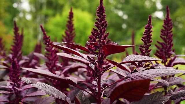 Amaranthus 影像 – 瀏覽 27,436 個素材庫相片、向量圖和影片 | Adobe Stock
