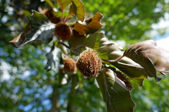 Buchecker Images – Browse 12 Stock Photos, Vectors, and Video | Adobe Stock