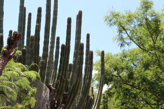 Pitayo Images – Browse 44 Stock Photos, Vectors, and Video | Adobe Stock