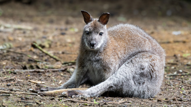 รูปภาพMacropods – เลือกดูภาพถ่ายสต็อก เวกเตอร์ และวิดีโอ17,169 | Adobe ...