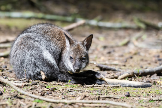 รูปภาพMacropods – เลือกดูภาพถ่ายสต็อก เวกเตอร์ และวิดีโอ17,169 | Adobe ...