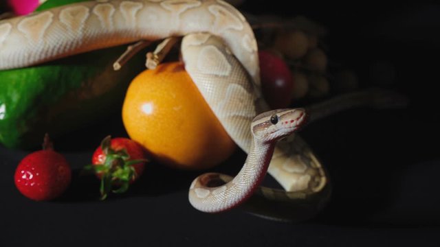 "Ball Python" Imagens – Procure 5,090 fotos, vetores e vídeos | Adobe Stock