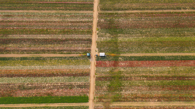 Intercropping Images – Browse 327 Stock Photos, Vectors, and Video ...