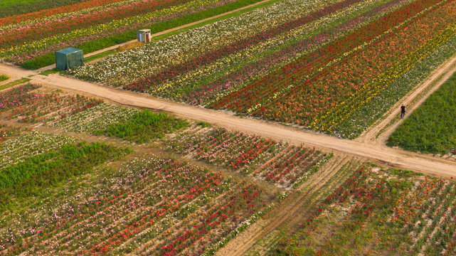 Intercropping Images – Browse 316 Stock Photos, Vectors, and Video ...