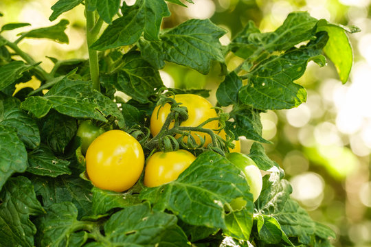 Mini-Tomaten Images – Browse 47 Stock Photos, Vectors, and Video ...