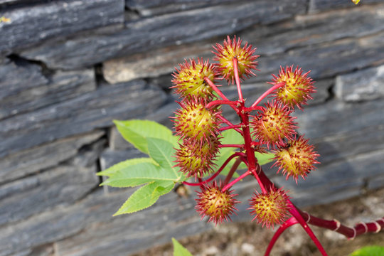 รูปภาพRicine – เลือกดูภาพถ่ายสต็อก เวกเตอร์ และวิดีโอ1,244 | Adobe Stock