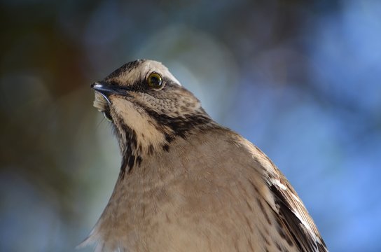 Tenca Images – Browse 77 Stock Photos, Vectors, and Video | Adobe Stock