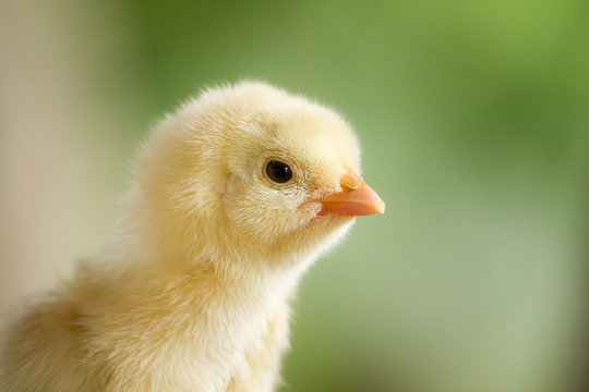 Imágenes de Pollito: descubre bancos de fotos, ilustraciones, vectores ...