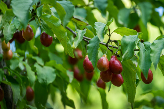 Dogberry-Tree Images – Parcourir 262 le catalogue de photos, vecteurs ...