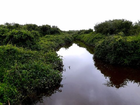 "Indian Mangrove" - Images et vidéos libres de droits | Adobe Stock