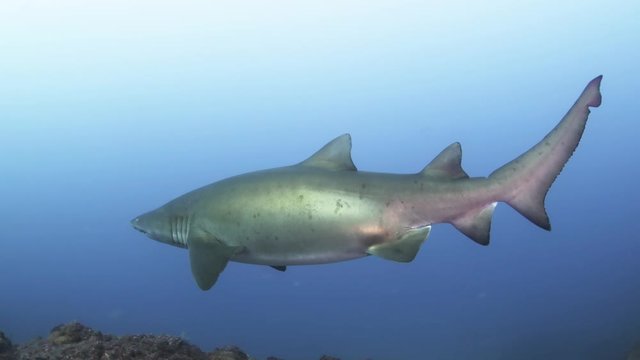 Shark Profile Images – Browse 10,838 Stock Photos, Vectors, and Video ...