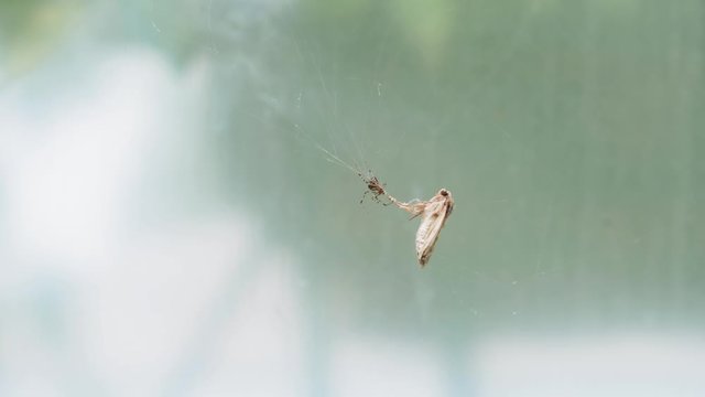 Wolf-Spider Images – Browse 544 Stock Photos, Vectors, and Video ...