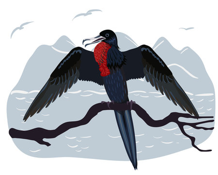 รูปภาพFrigate-Bird – เลือกดูภาพถ่ายสต็อก เวกเตอร์ และวิดีโอ6,505 ...