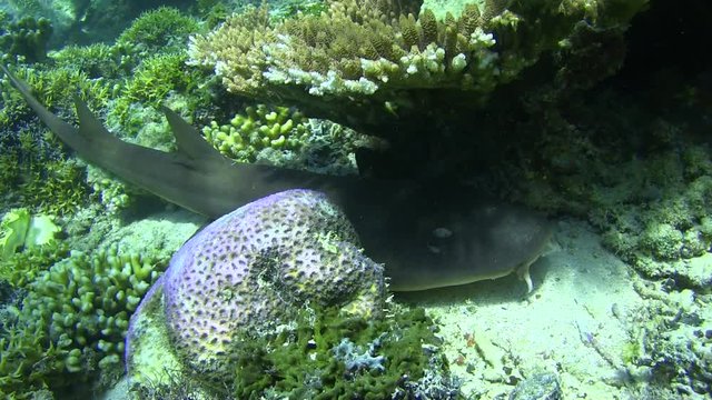 Bambushai Bilder – Durchsuchen 212 Archivfotos, Vektorgrafiken und ...