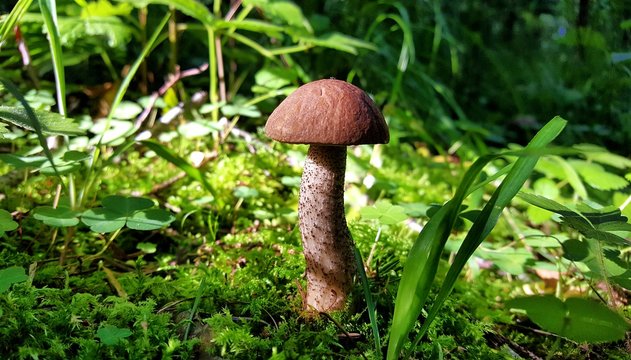 Wald-Champignon Bilder – Durchsuchen 2,902 Archivfotos, Vektorgrafiken ...