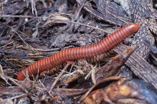 Trigoniulus bilder – Bläddra bland 155 stockfoton, vektorer och videor ...