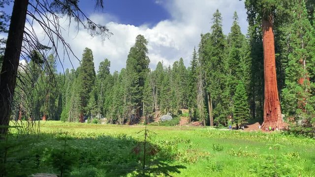 1080p Forest California Giant