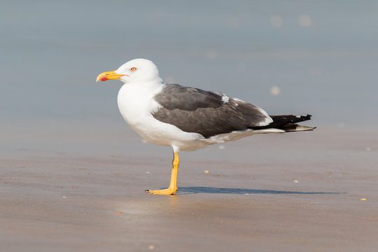 Larus Images – Browse 60 Stock Photos, Vectors, and Video | Adobe Stock