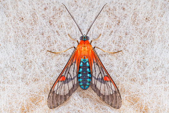 Polilla Bilder – Durchsuchen 515 Archivfotos, Vektorgrafiken und Videos ...