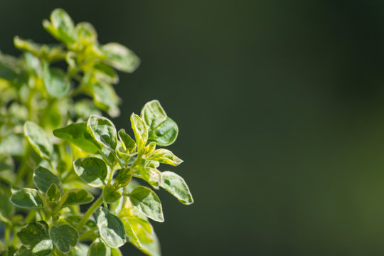 Majeranek 이미지 찾아보기 204 스톡 사진 벡터 및 비디오 Adobe Stock