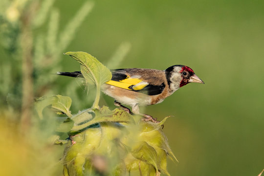 รูปภาพDistelfink – เลือกดูภาพถ่ายสต็อก เวกเตอร์ และวิดีโอ823 | Adobe Stock
