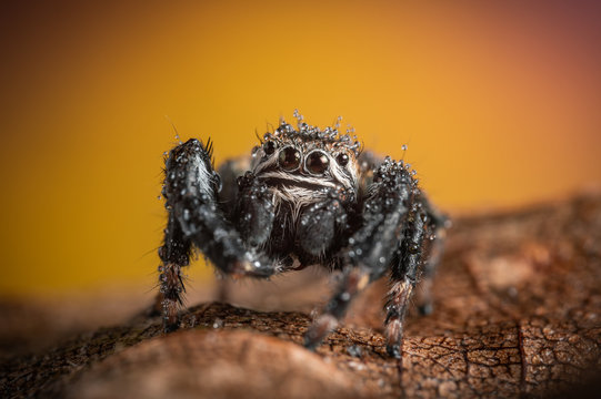 Wild-Animal bilder – Bläddra bland 3,156 stockfoton, vektorer och ...