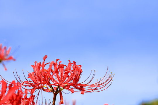 Lycorin Bilder – Durchsuchen 275 Archivfotos, Vektorgrafiken und Videos ...