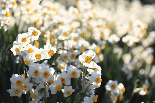 Lycorin Bilder – Durchsuchen 275 Archivfotos, Vektorgrafiken und Videos ...