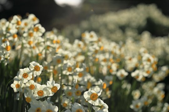 Lycorin Bilder – Durchsuchen 275 Archivfotos, Vektorgrafiken und Videos ...