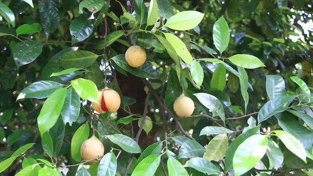 Nutmeg Tree In Kerala