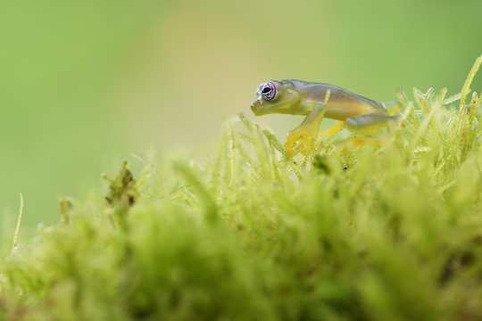 Glasfrosch Bilder – Durchsuchen 1,035 Archivfotos, Vektorgrafiken und ...