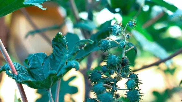 Castor Video Footage – Browse 1,914 HD Stock Video and Footage | Adobe ...