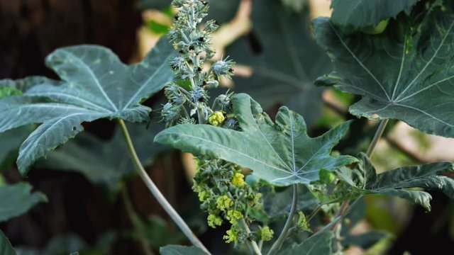 Castor Video Footage – Browse 1,914 HD Stock Video and Footage | Adobe ...