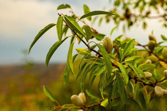 Pessegueiro bilder – Bläddra bland 373 stockfoton, vektorer och videor ...