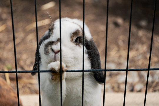 Zwer Bilder – Durchsuchen 54 Archivfotos, Vektorgrafiken und Videos ...