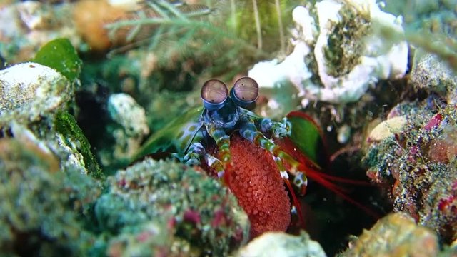 "Mantis Shrimp" Images – Browse 2,680 Stock Photos, Vectors, and Video ...