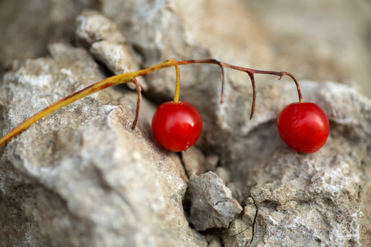 Unedible Bilder – Durchsuchen 482 Archivfotos, Vektorgrafiken und ...