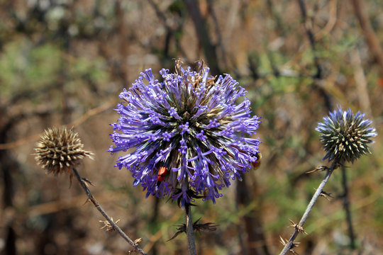 รูปภาพ"Thorny Flowers" – เลือกดูภาพถ่ายสต็อก เวกเตอร์ และวิดีโอ136 ...