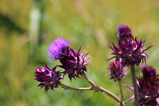 รูปภาพ"Thorny Flowers" – เลือกดูภาพถ่ายสต็อก เวกเตอร์ และวิดีโอ136 ...