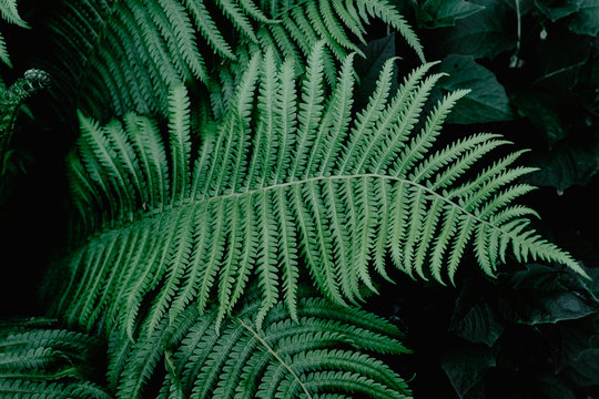 Imagens de Filicales – Explore Fotografias do Stock, Vetores e Vídeos ...