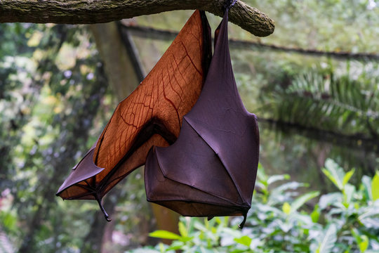 Megabat Bilder – Durchsuchen 8,168 Archivfotos, Vektorgrafiken und ...