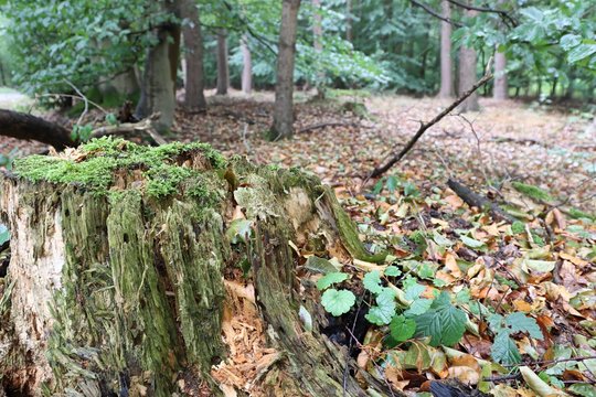 รูปภาพCheroot – เลือกดูภาพถ่ายสต็อก เวกเตอร์ และวิดีโอ775 | Adobe Stock