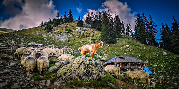 รูปภาพWallachia – เลือกดูภาพถ่ายสต็อก เวกเตอร์ และวิดีโอ2,747 | Adobe Stock
